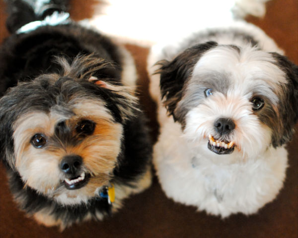 Snickers - Rocket Dog Rescue