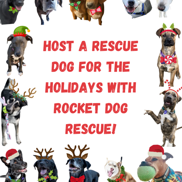 Home - Rocket Dog Rescue