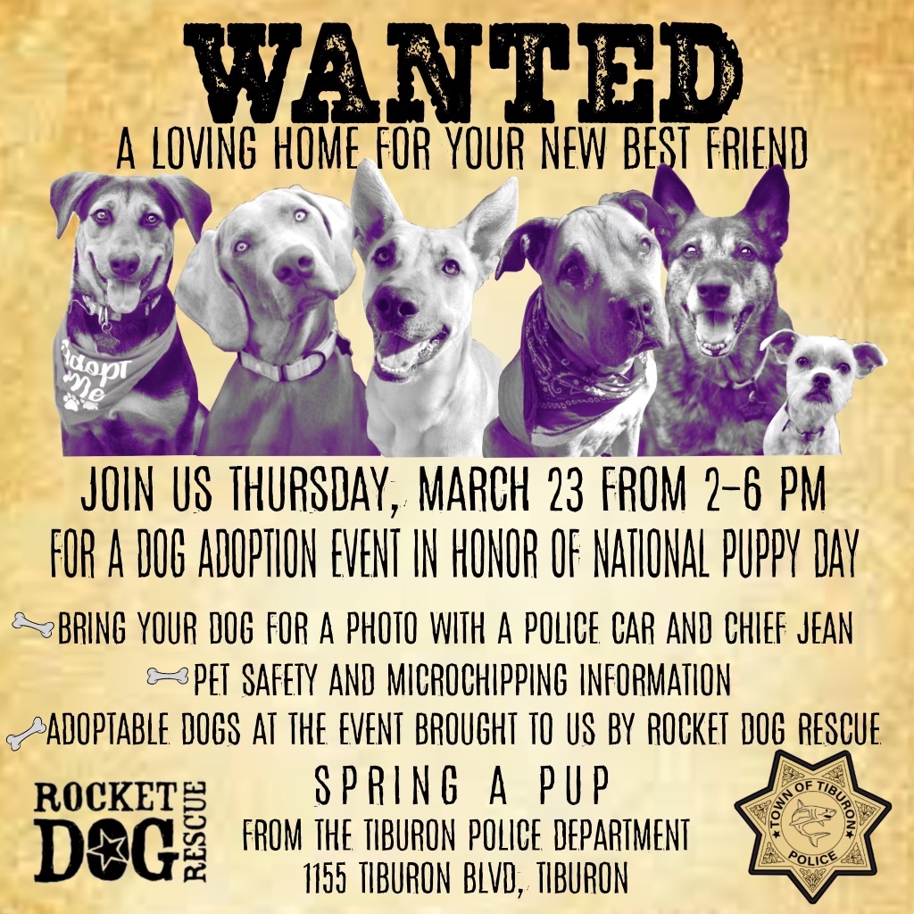 Pop-Up Adoption•Foster Event (Tiburon) - Rocket Dog Rescue