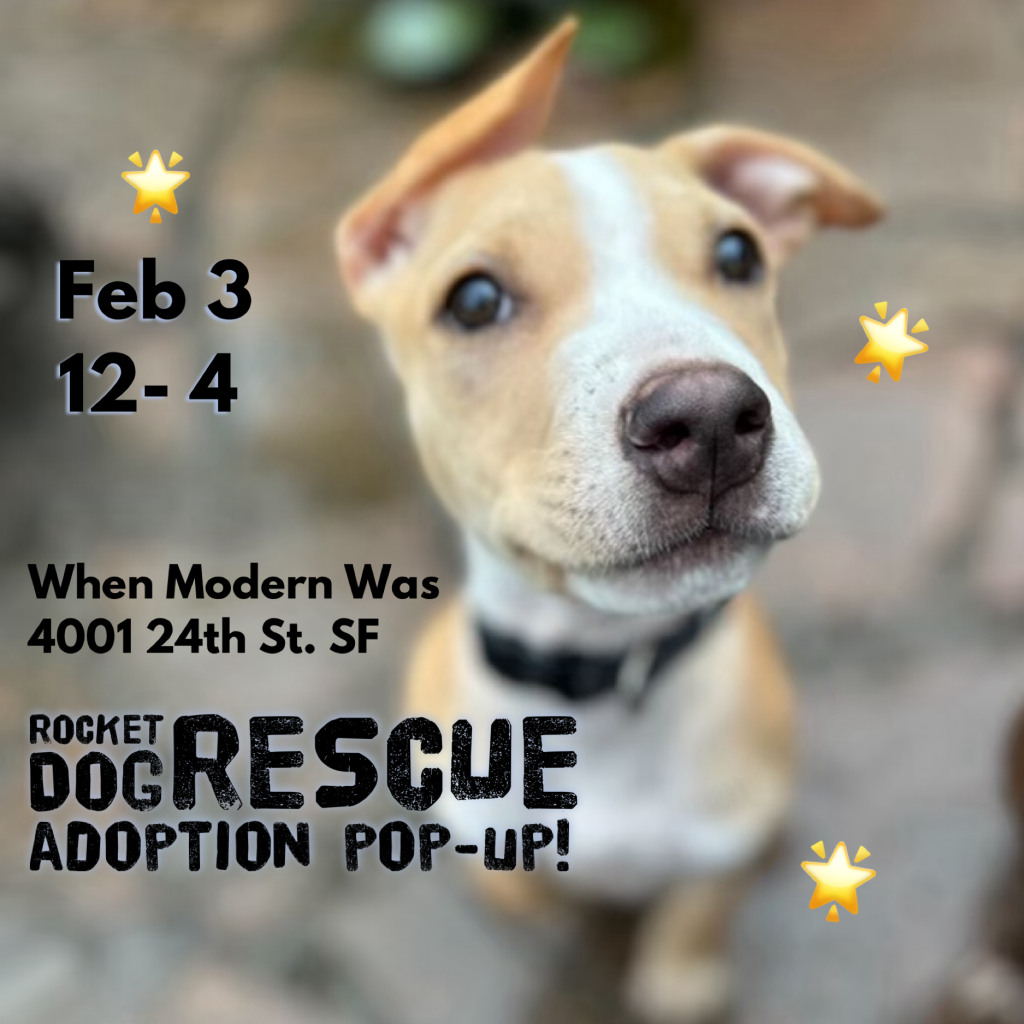 Pop-Up Adoption•Foster Event (San Francisco) - Rocket Dog Rescue