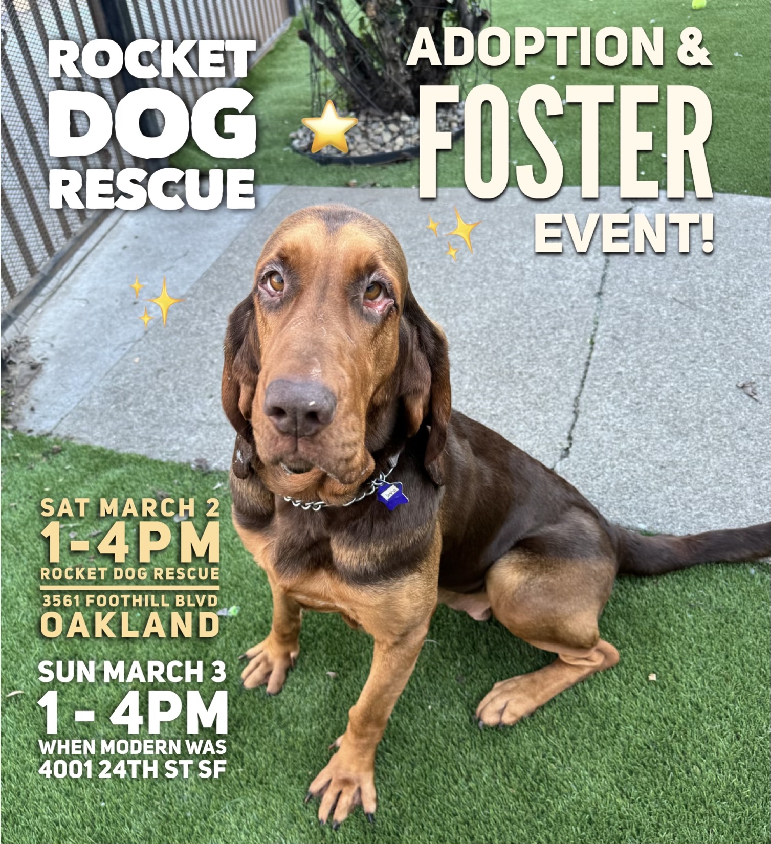 Adoption•Foster Event @ When Modern Was (San Francisco) - Rocket Dog Rescue