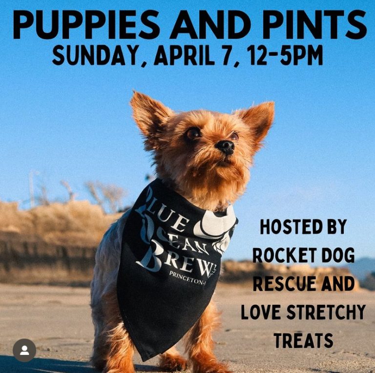 Events - Rocket Dog Rescue