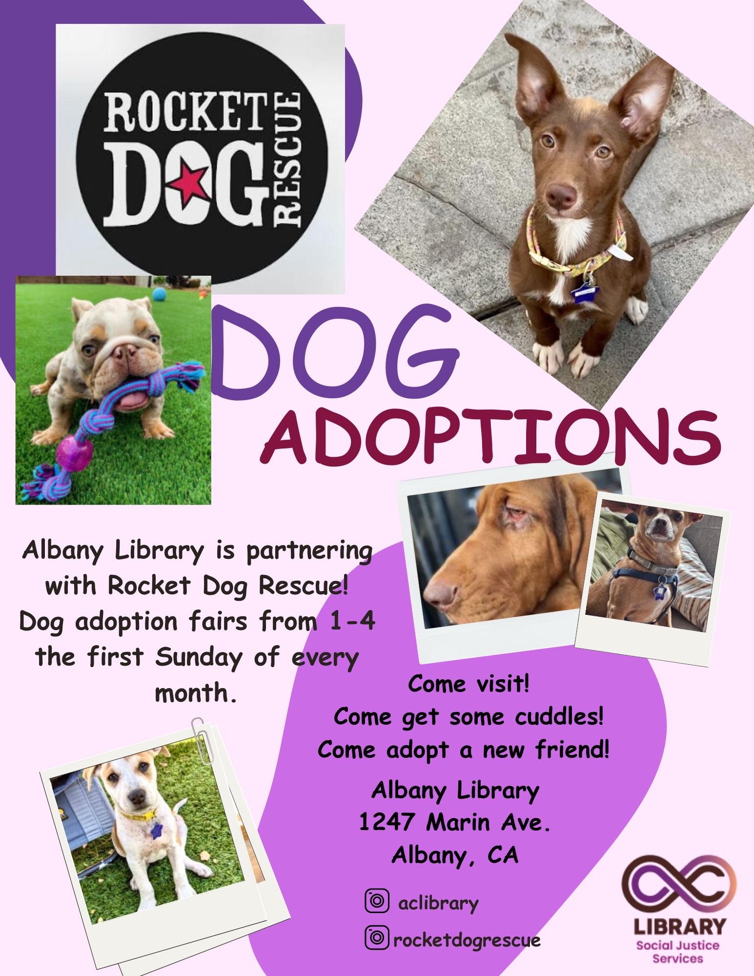 Pop-Up Adoption Event @ Albany Library - Rocket Dog Rescue