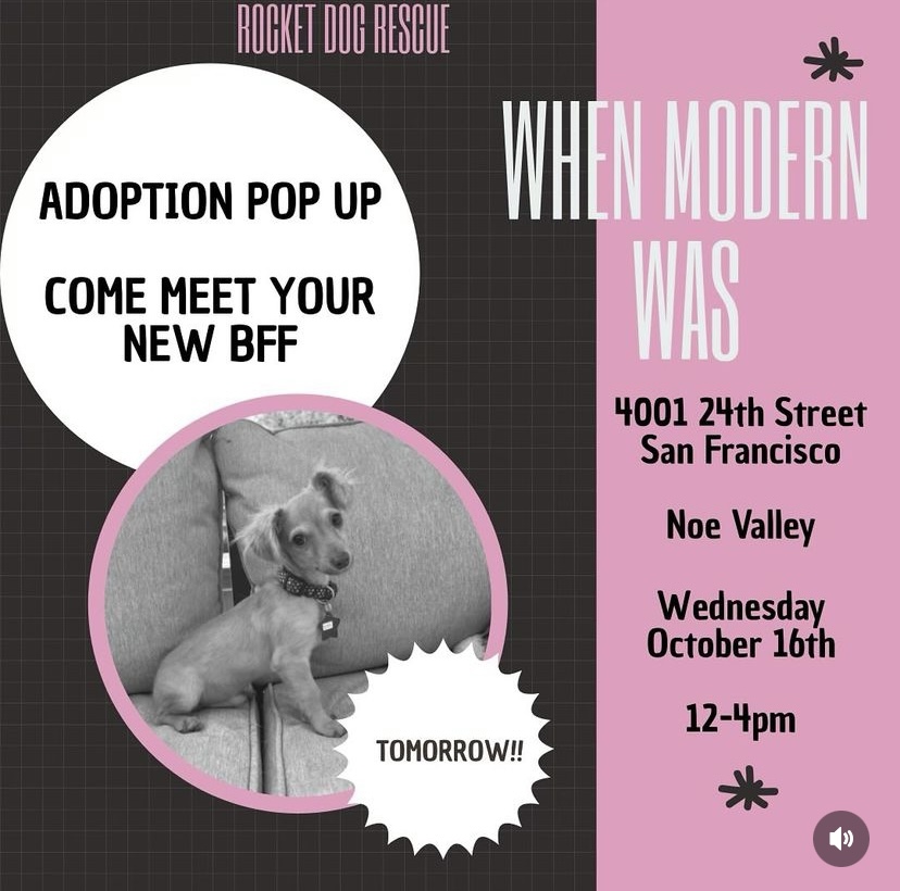 Pop-Up Adoption•Foster Event @ When Modern Was (SF) - Rocket Dog Rescue