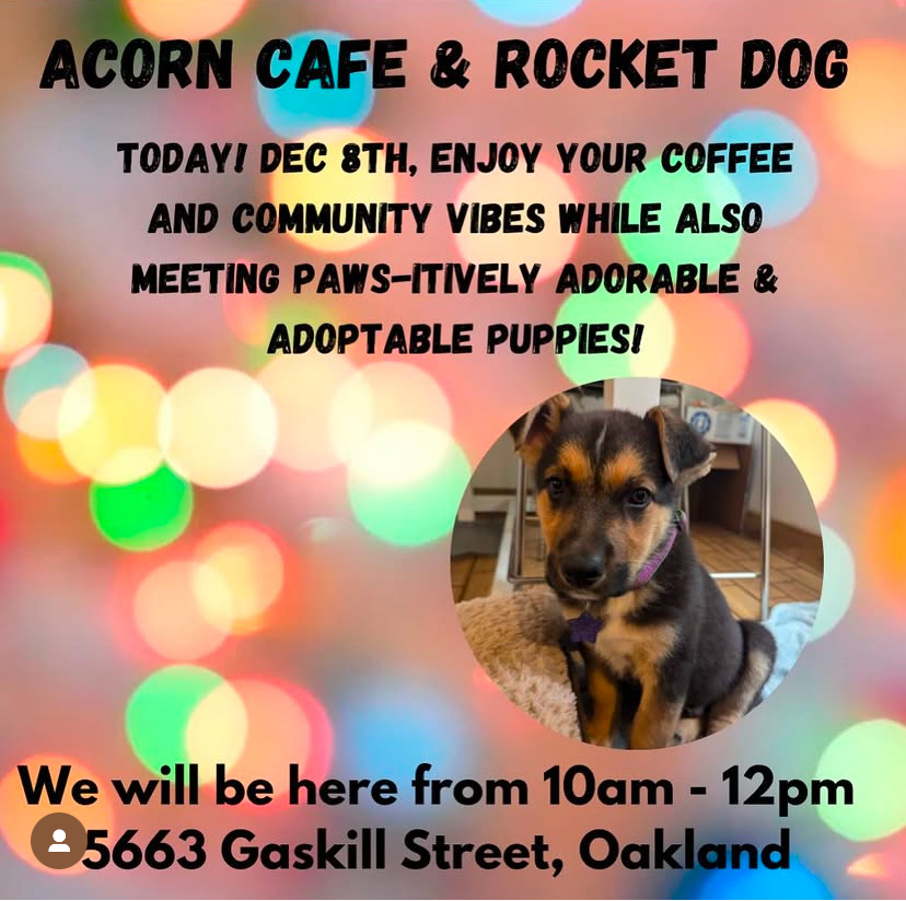 Pop-Up Adoption•Foster Event @ Acorn Café (Oakland) - Rocket Dog Rescue