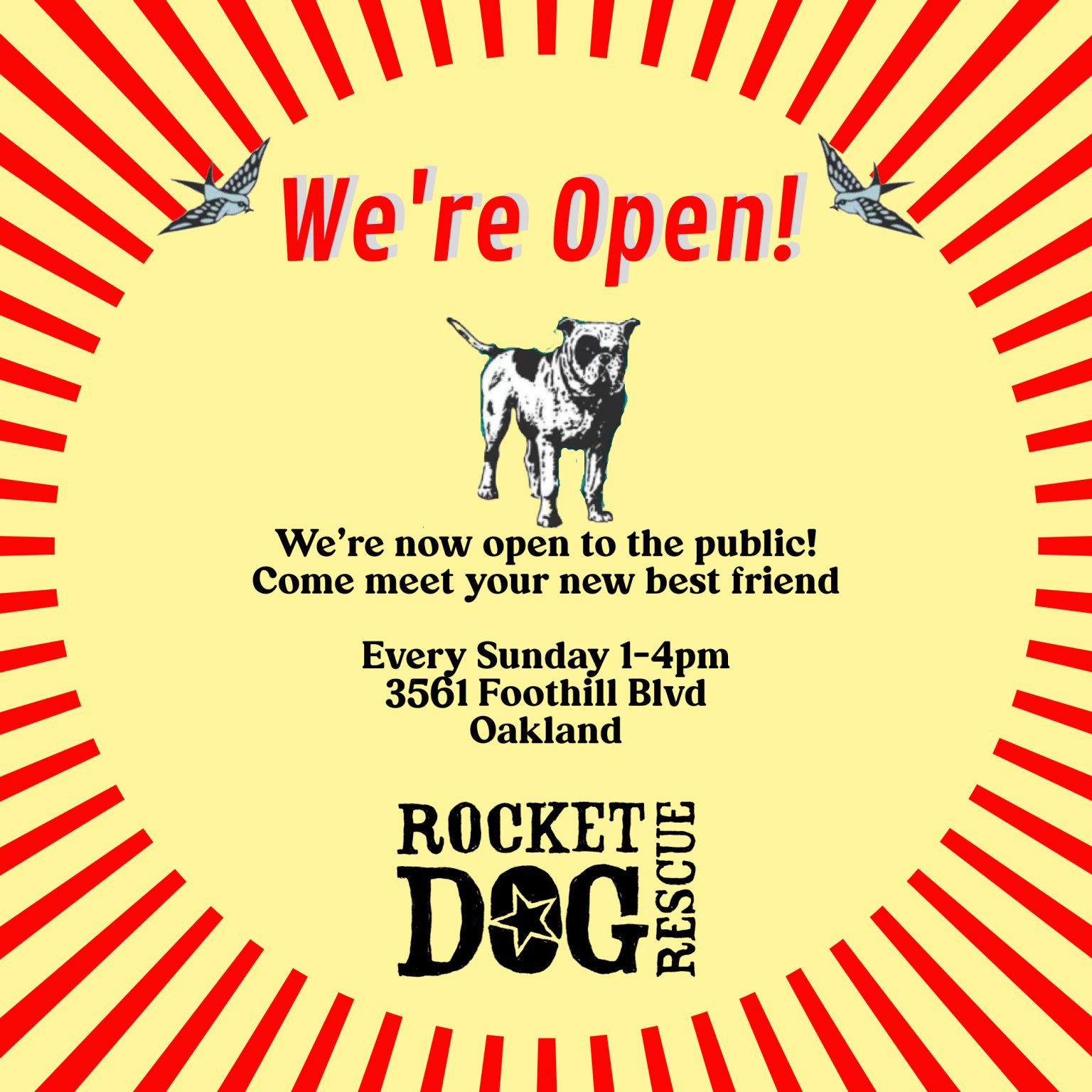 Home - Rocket Dog Rescue