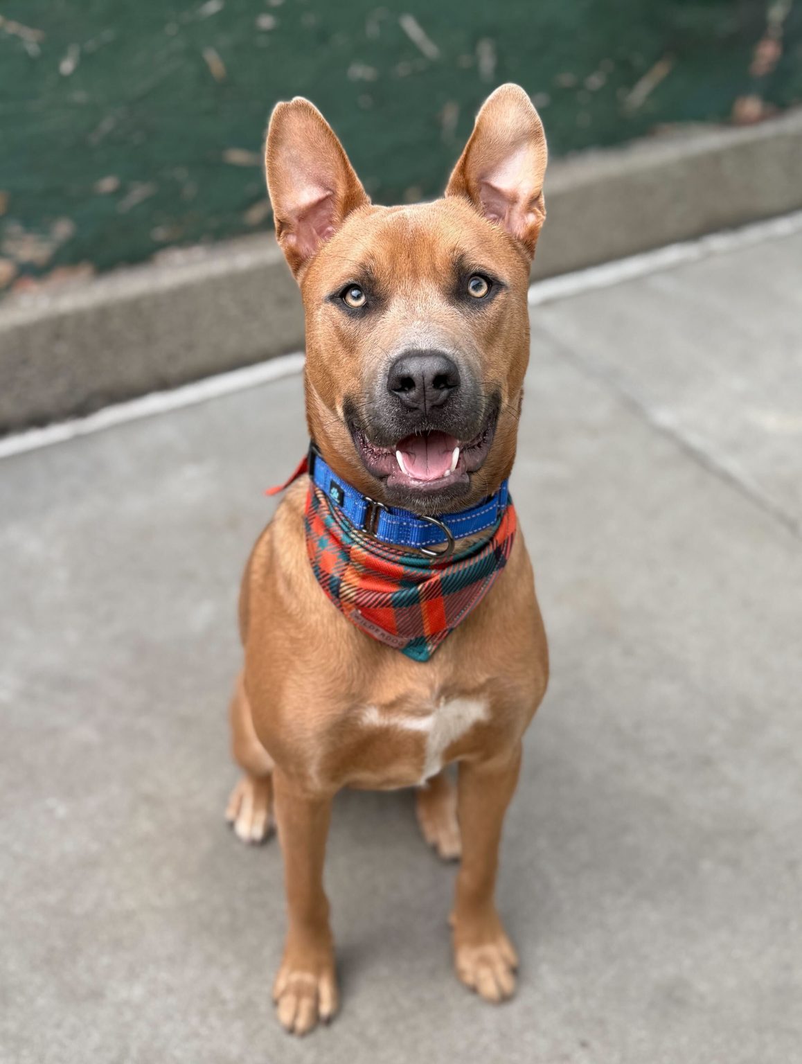 Home - Rocket Dog Rescue